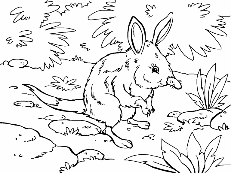 Bilby coloring page - Coloring Pages 4 U