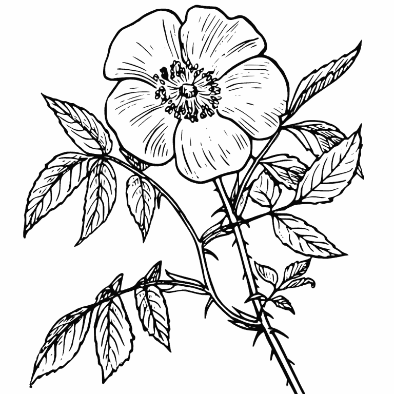 Eglantine coloring page - Coloring Pages 4 U